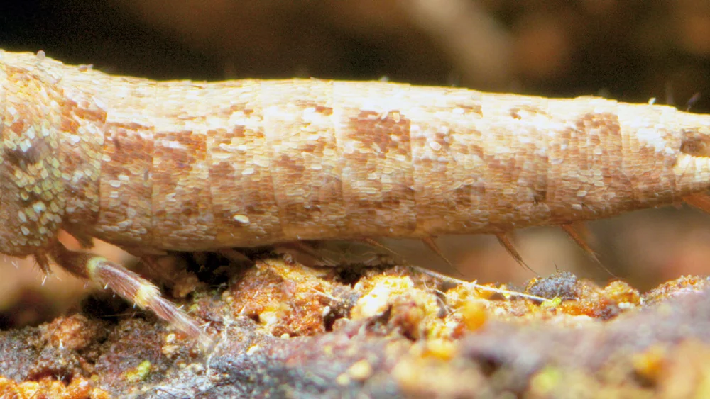 All about Diplura - A Chaos of Delight