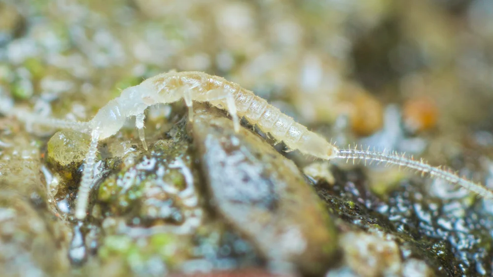 All about Diplura - A Chaos of Delight