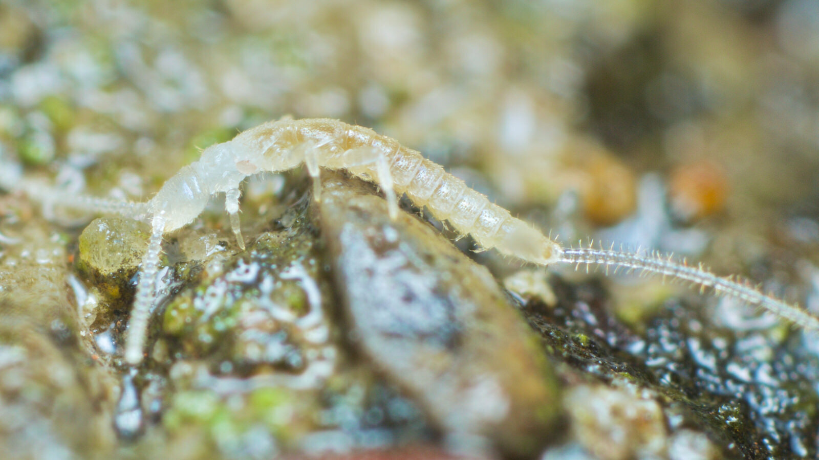 All about Diplura - A Chaos of Delight