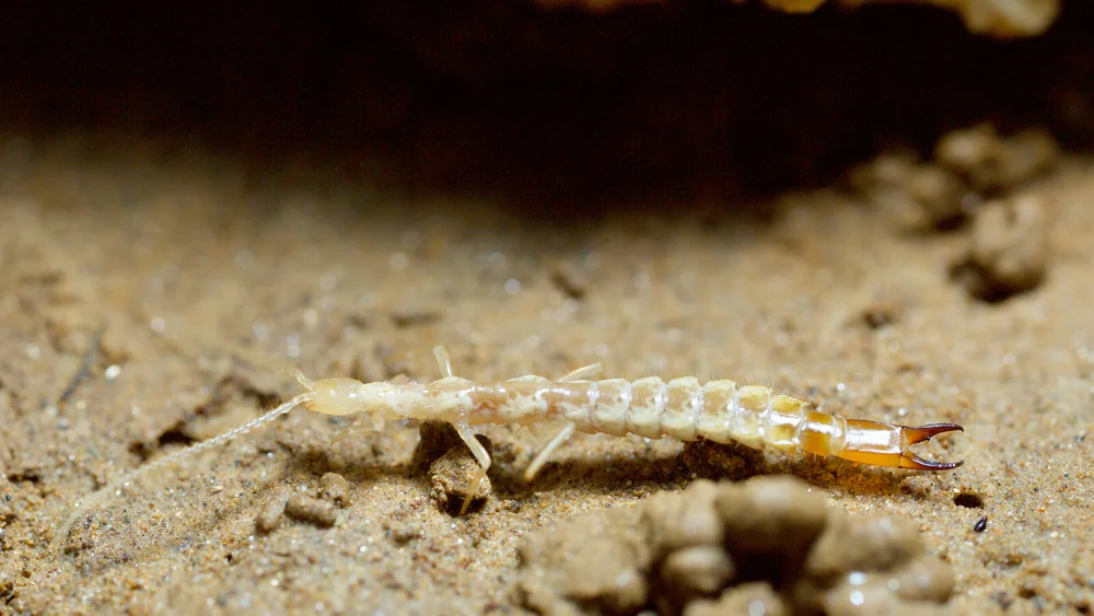 All about Diplura - A Chaos of Delight