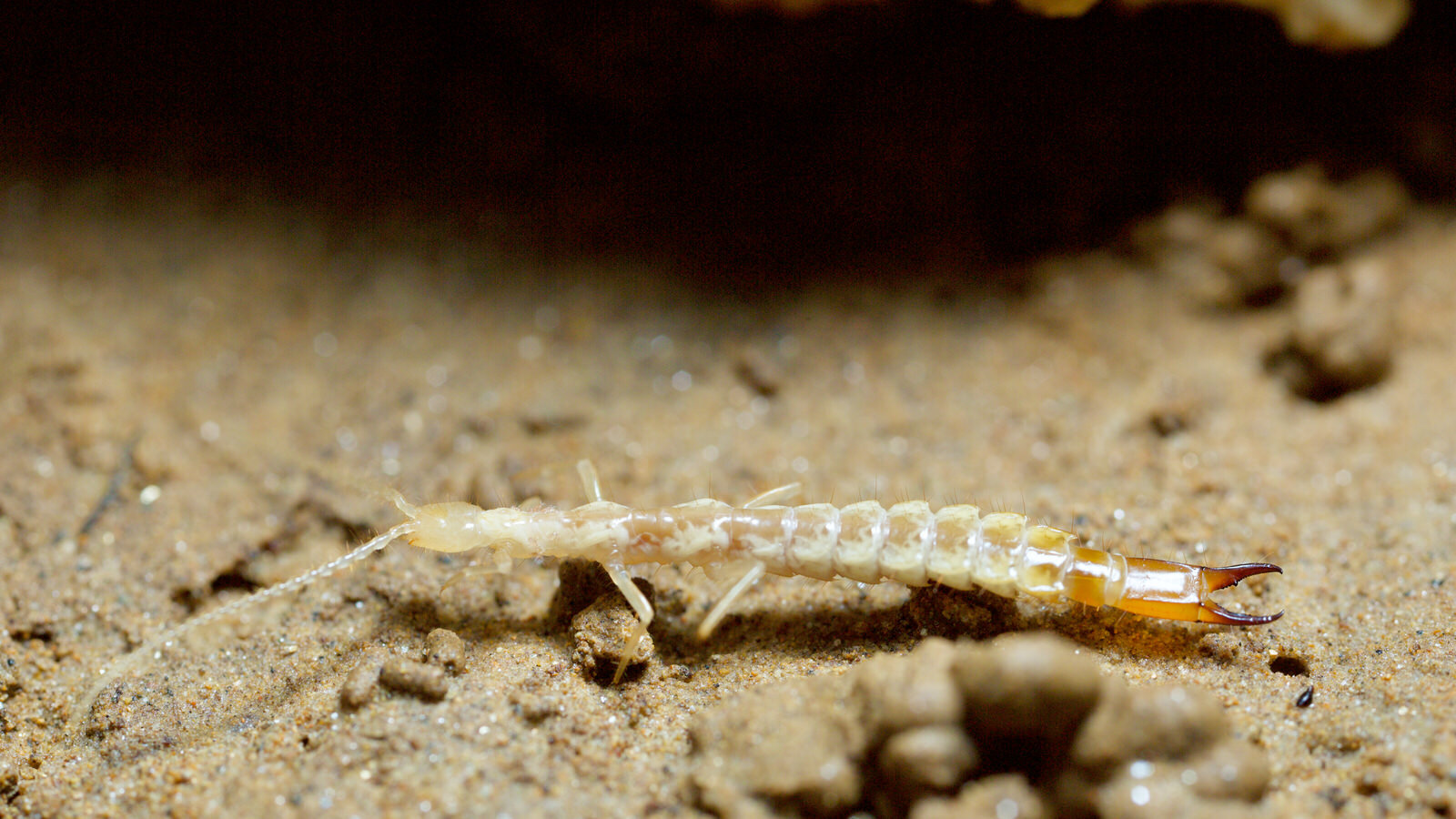 All about Diplura - A Chaos of Delight