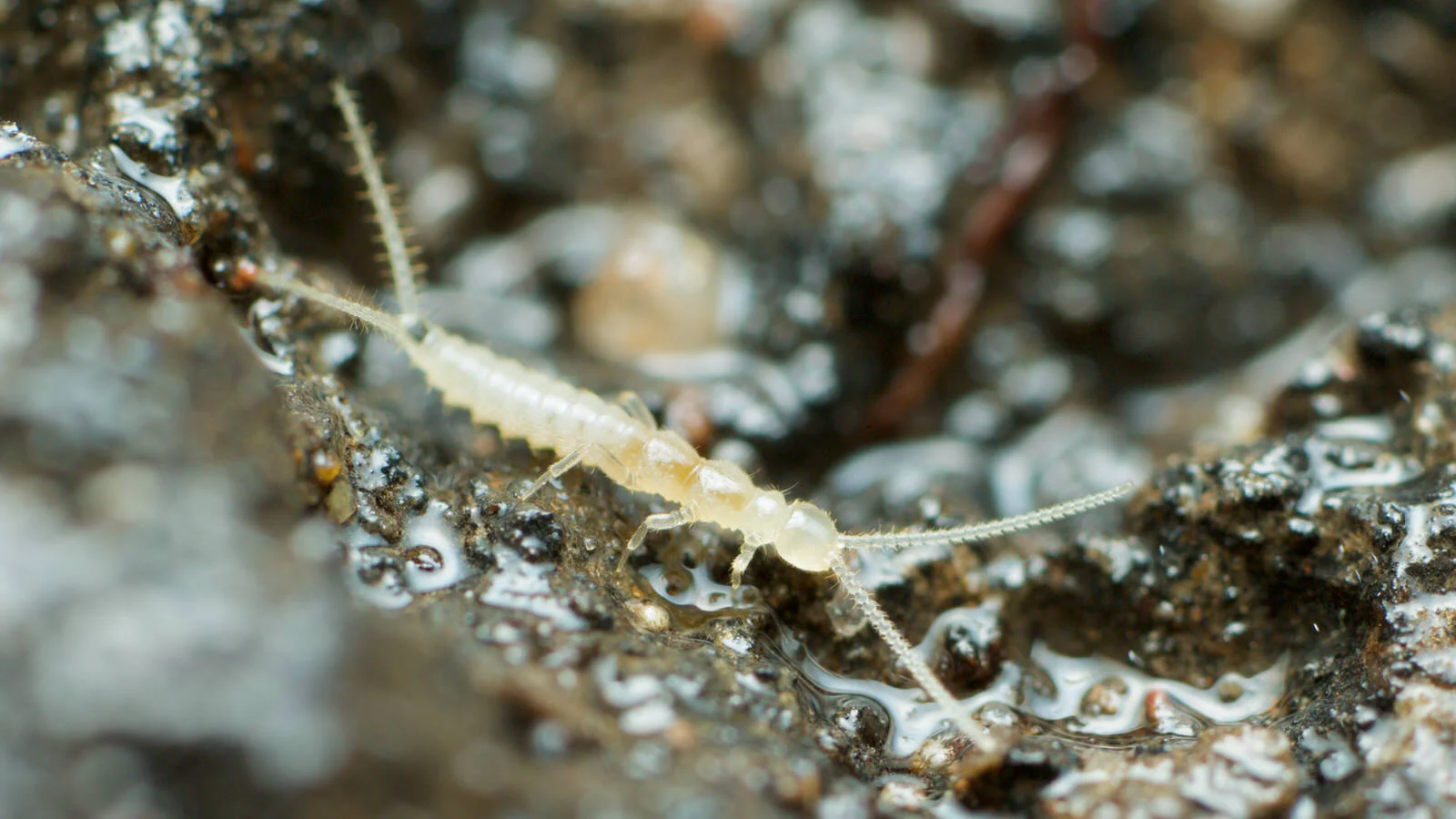 All about Diplura - A Chaos of Delight