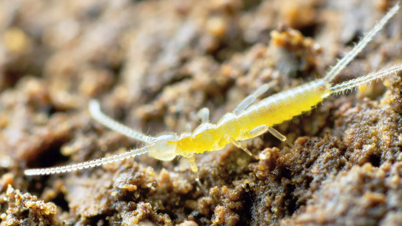 All about Diplura - A Chaos of Delight