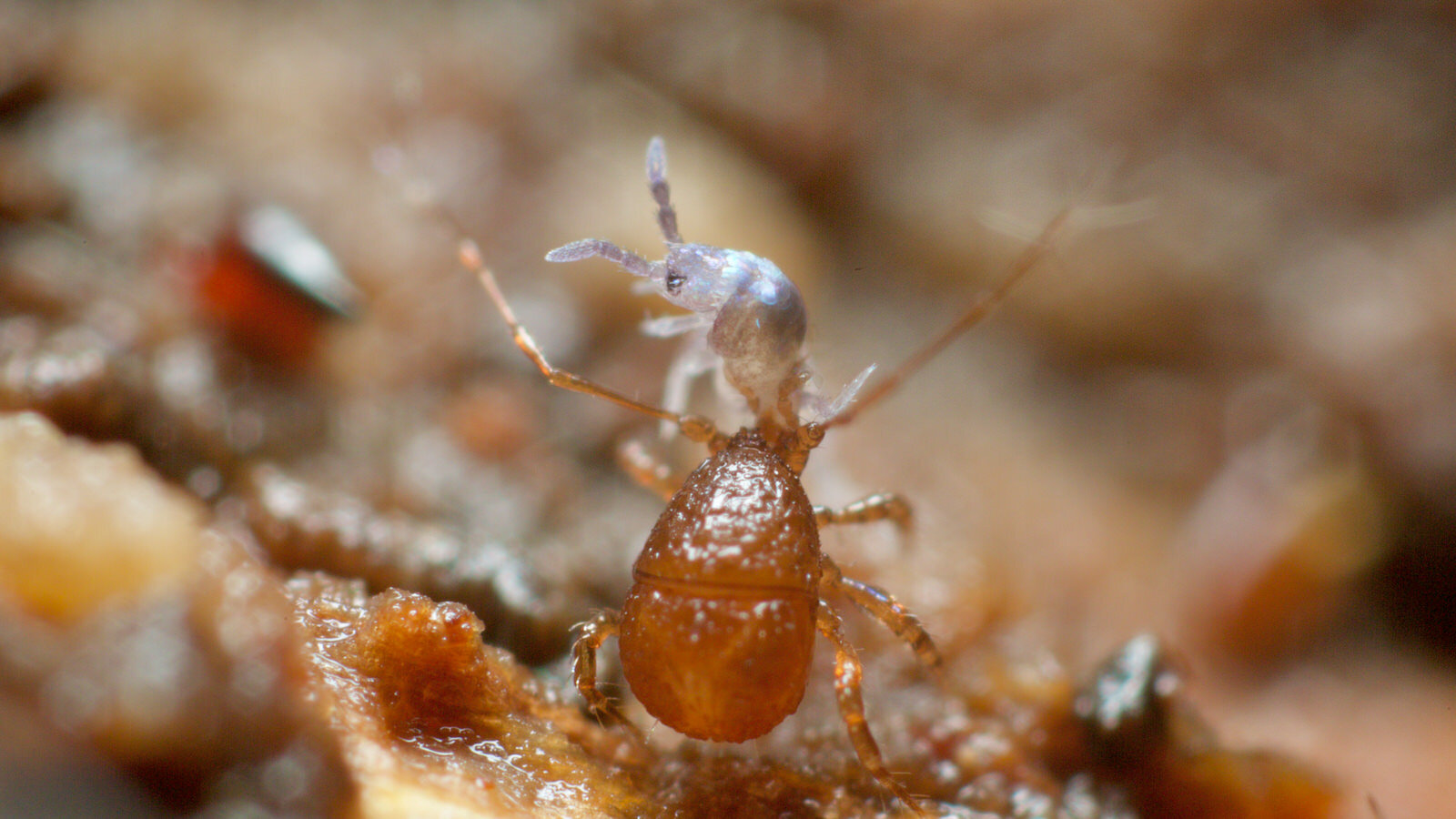 All about mesostigmatid mites - A Chaos of Delight