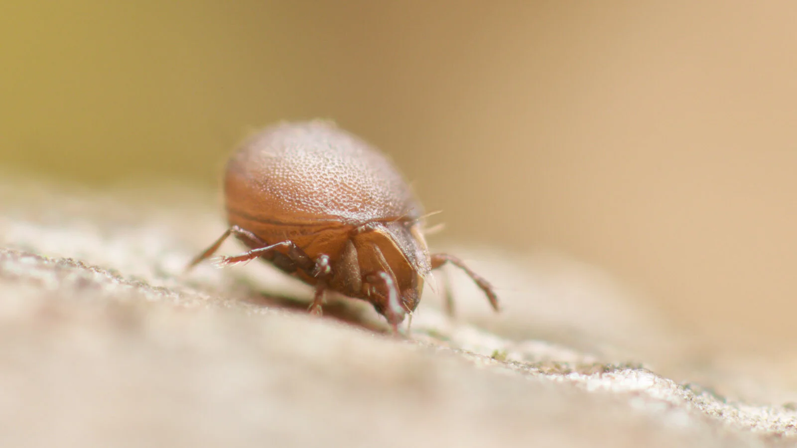 All about oribatid mites - A Chaos of Delight