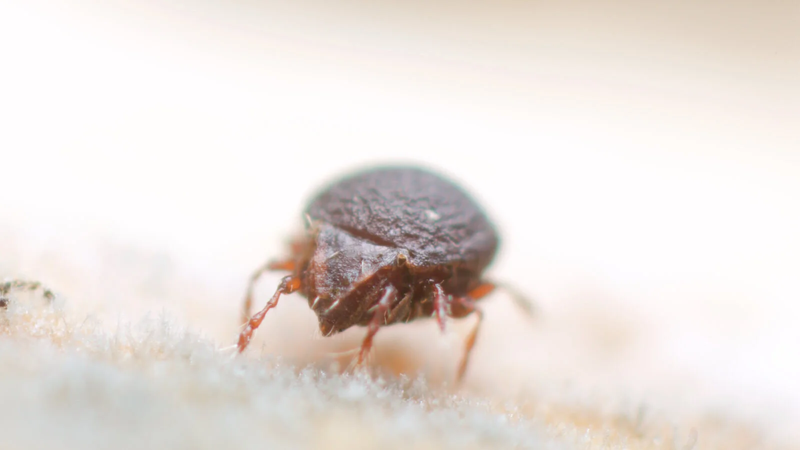 All about oribatid mites - A Chaos of Delight