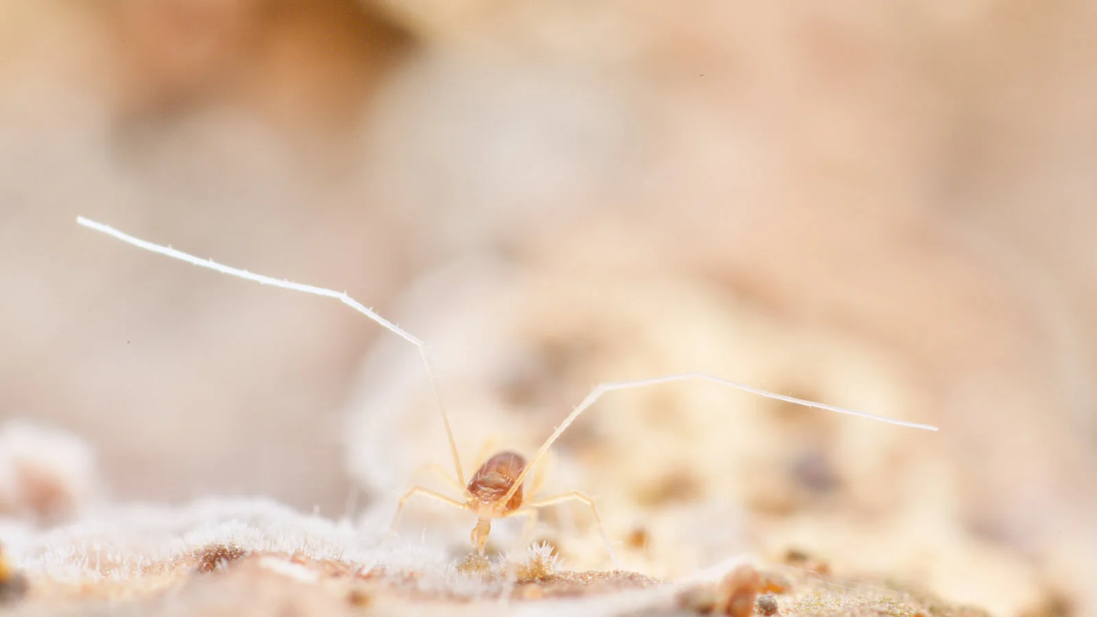 All about prostigmatid mites - A Chaos of Delight
