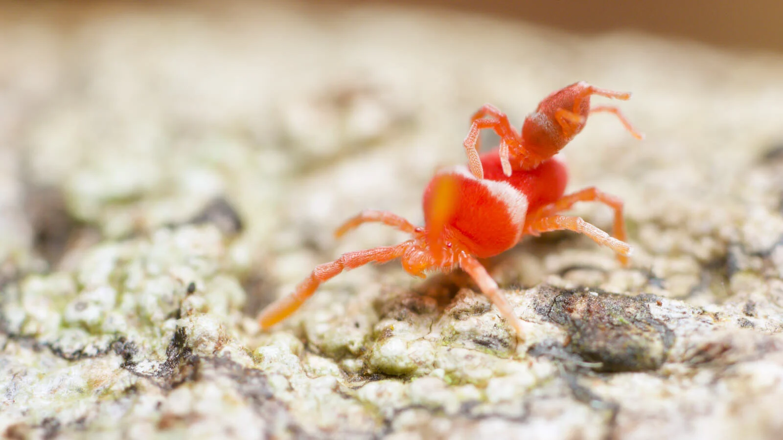 All about prostigmatid mites - A Chaos of Delight