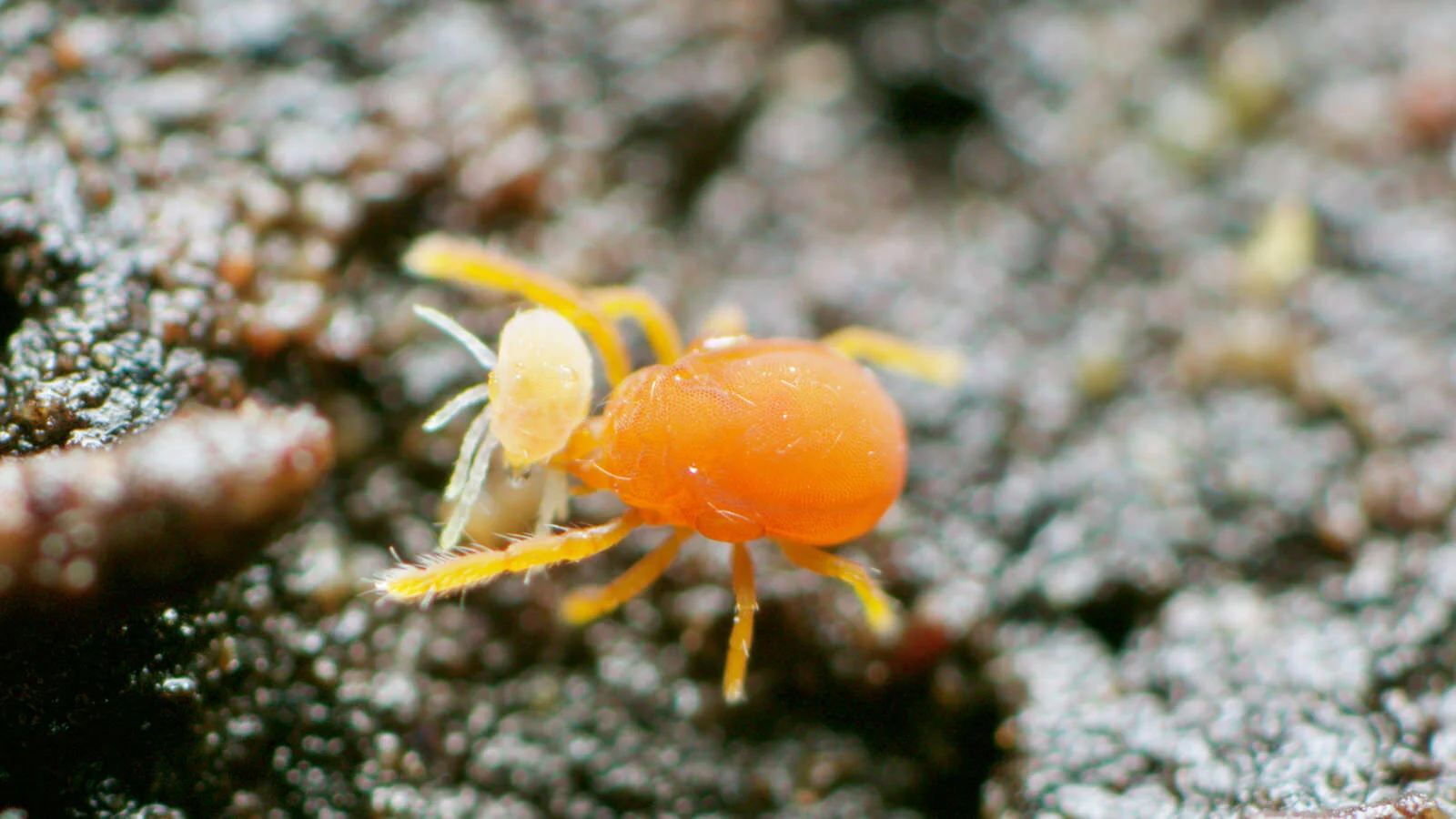 All about prostigmatid mites - A Chaos of Delight