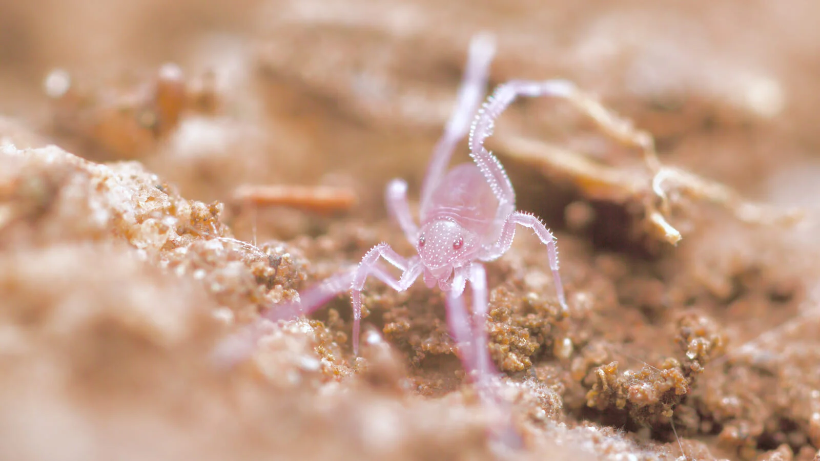 All about opilioacarid mites - A Chaos of Delight
