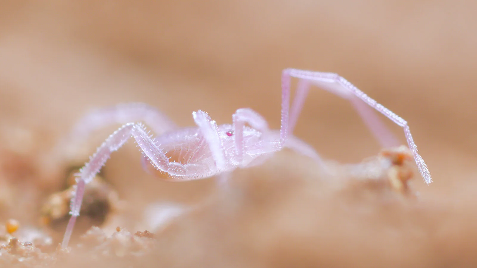 All about opilioacarid mites - A Chaos of Delight