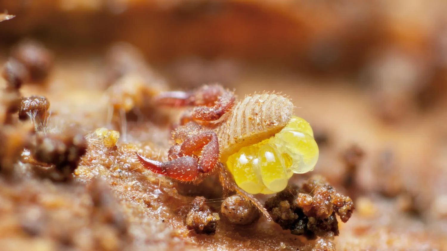 All about pseudoscorpions - A Chaos of Delight
