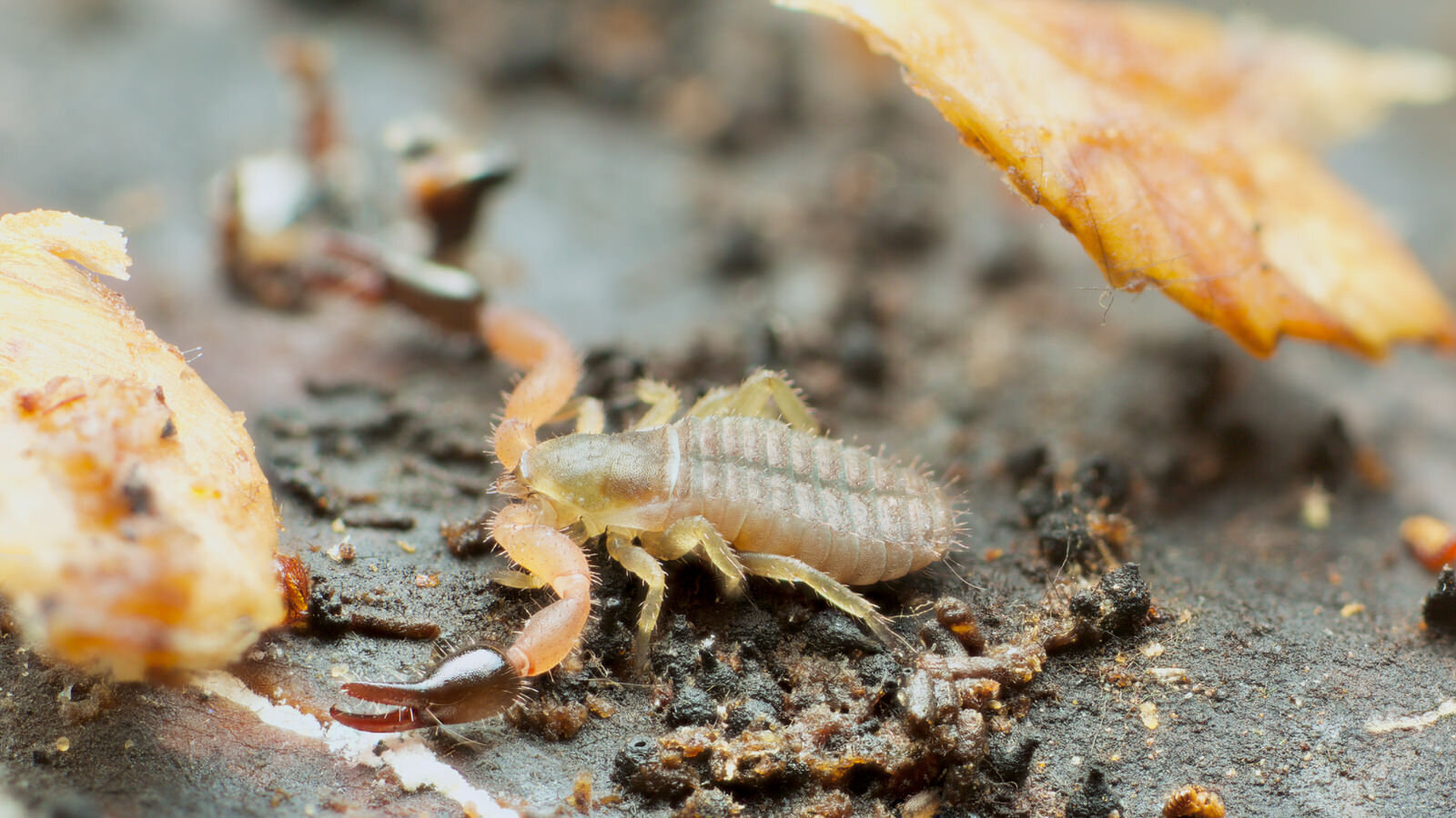 All about pseudoscorpions - A Chaos of Delight
