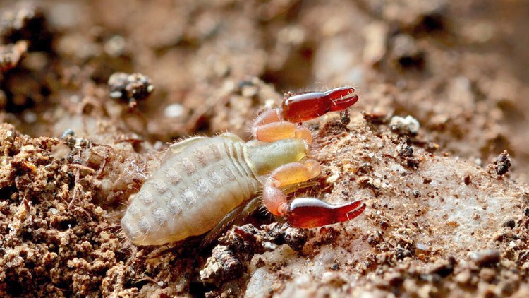 All about pseudoscorpions - A Chaos of Delight