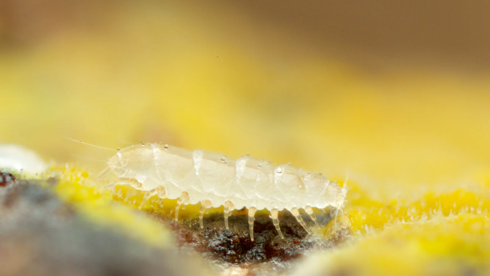 All about Pauropods - A Chaos of Delight