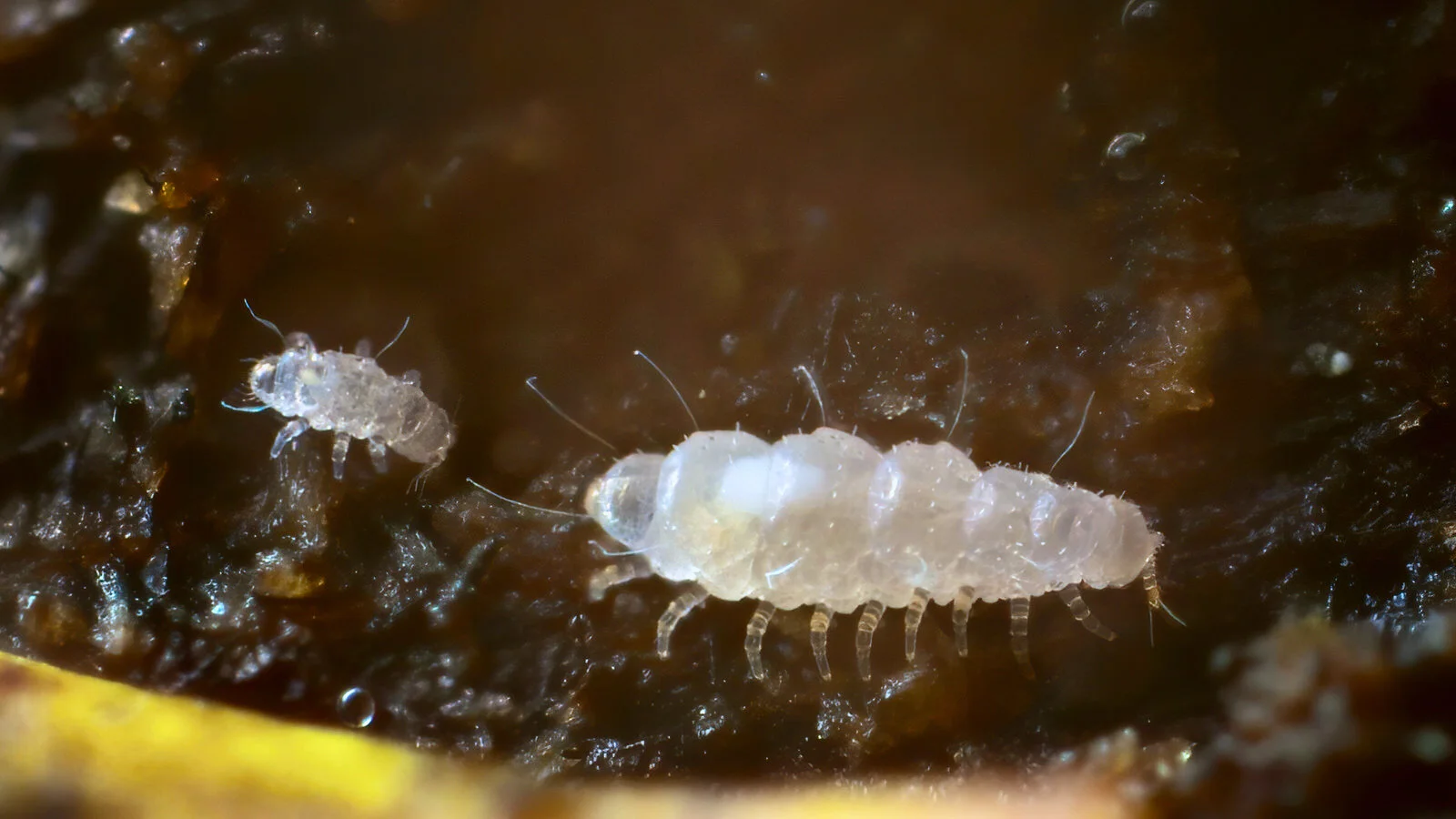 Pauropods - A Chaos of Delight