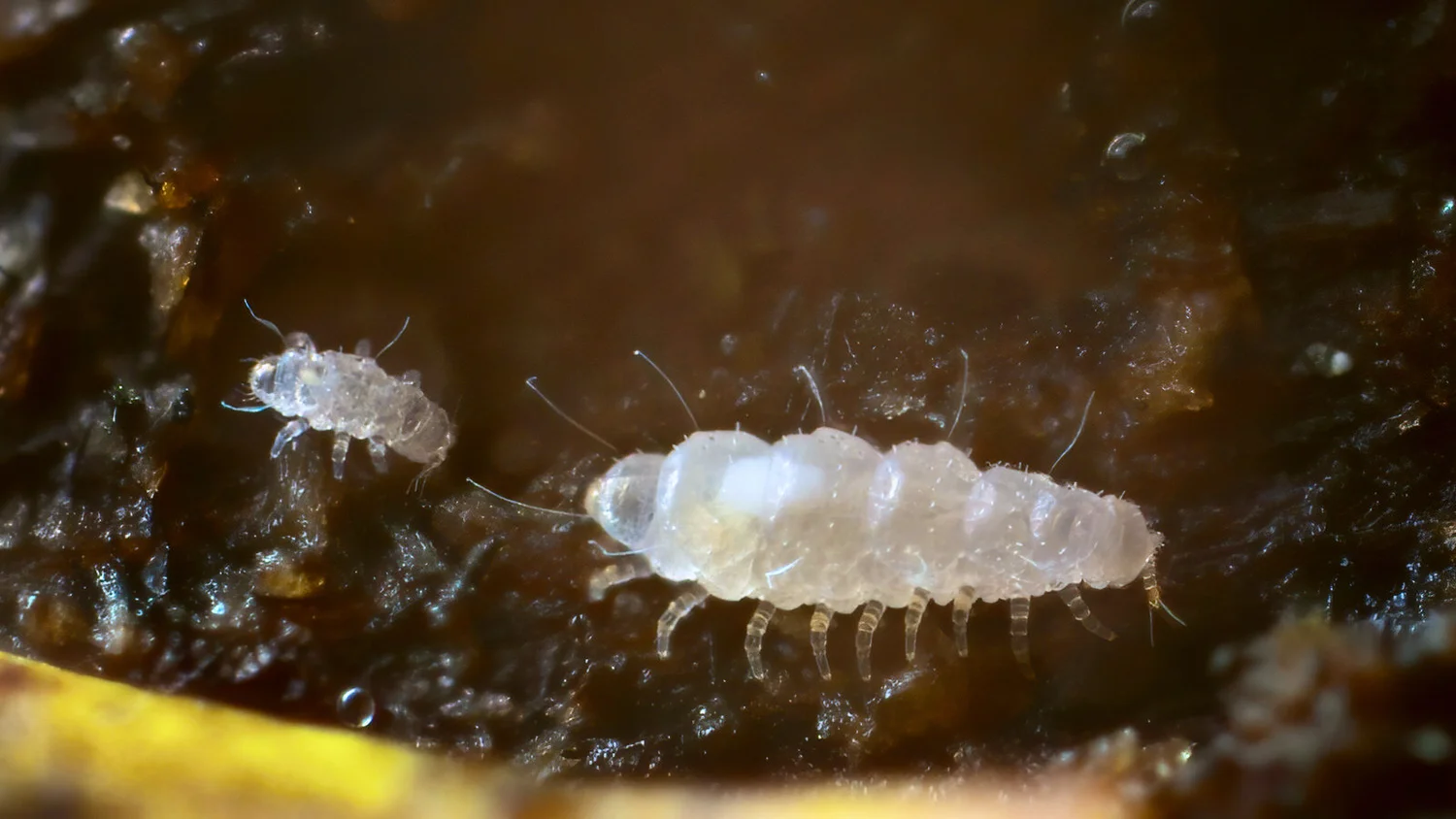 All about Pauropods - A Chaos of Delight