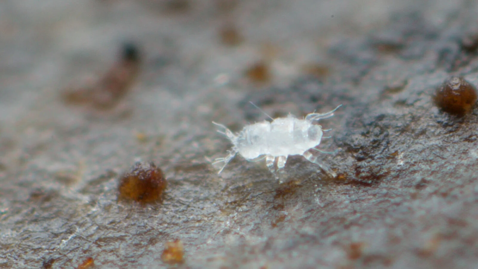 All about Pauropods - A Chaos of Delight