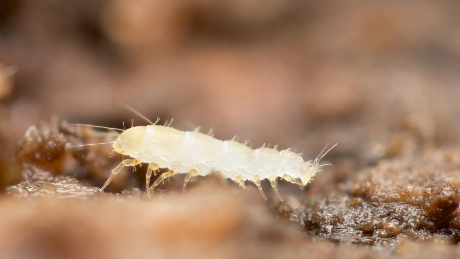 All about Pauropods - A Chaos of Delight