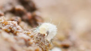 All about Pauropods - A Chaos of Delight