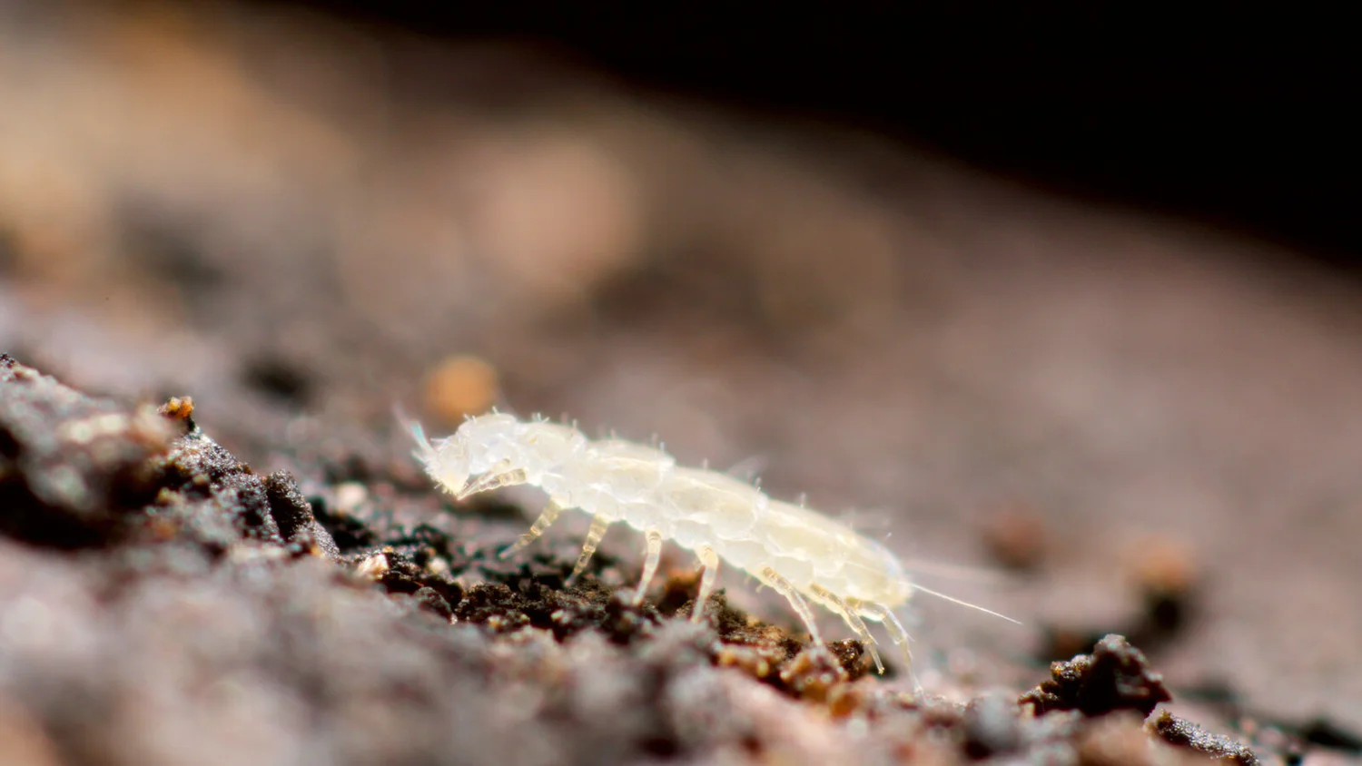 All about Pauropods - A Chaos of Delight