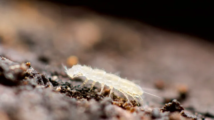 All about Pauropods - A Chaos of Delight