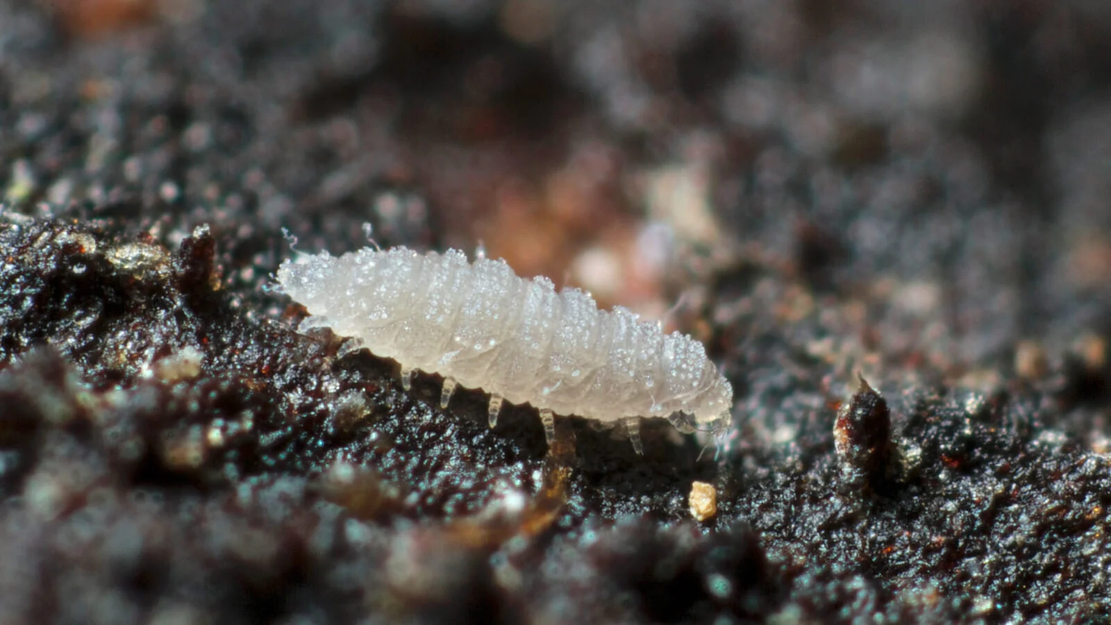 All about Pauropods - A Chaos of Delight