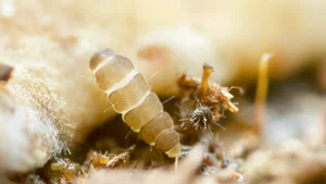 All about Pauropods - A Chaos of Delight