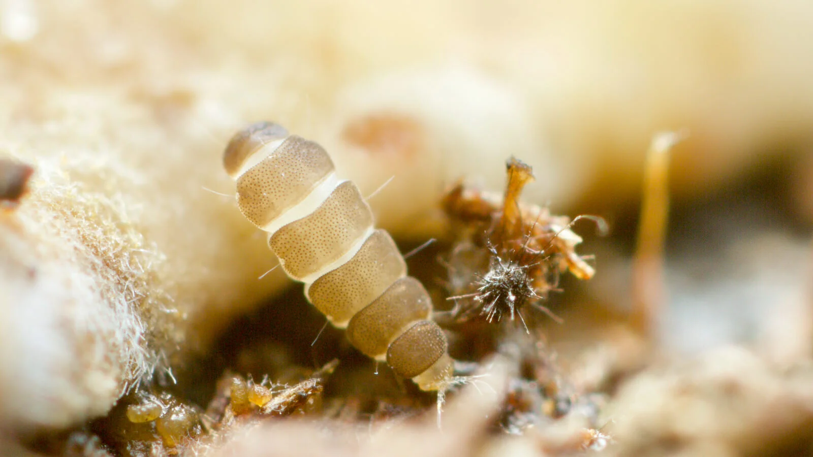 All about Pauropods - A Chaos of Delight