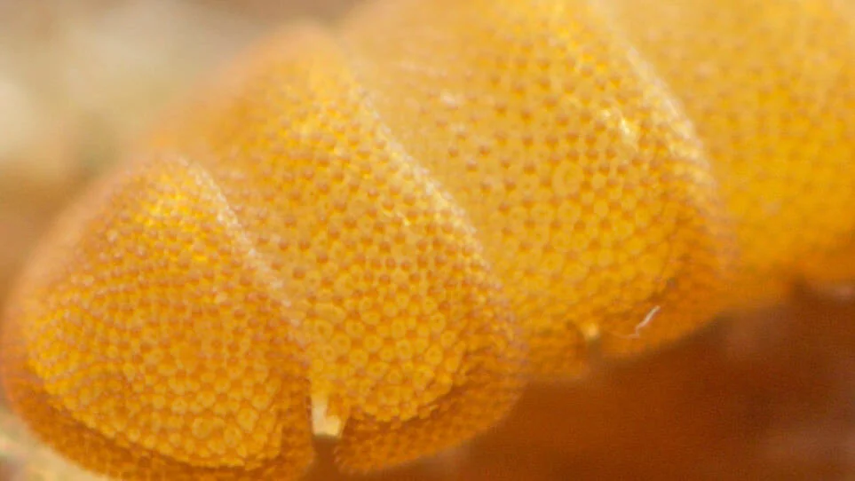 All about Pauropods - A Chaos of Delight
