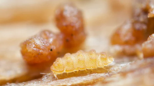 All about Pauropods - A Chaos of Delight