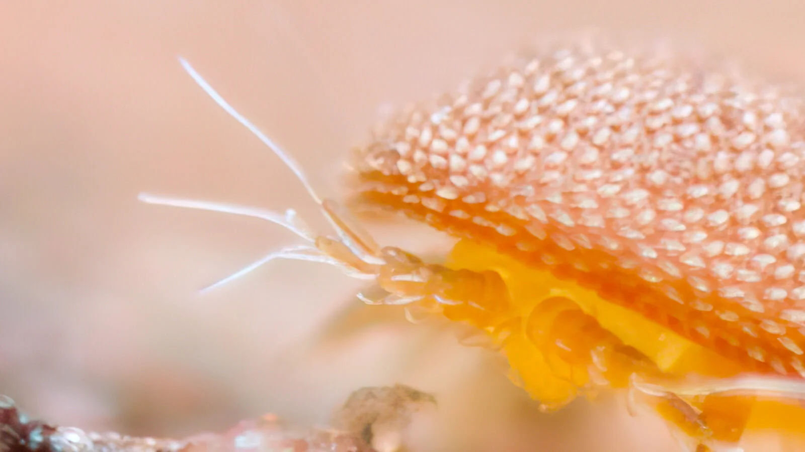 All about Pauropods - A Chaos of Delight