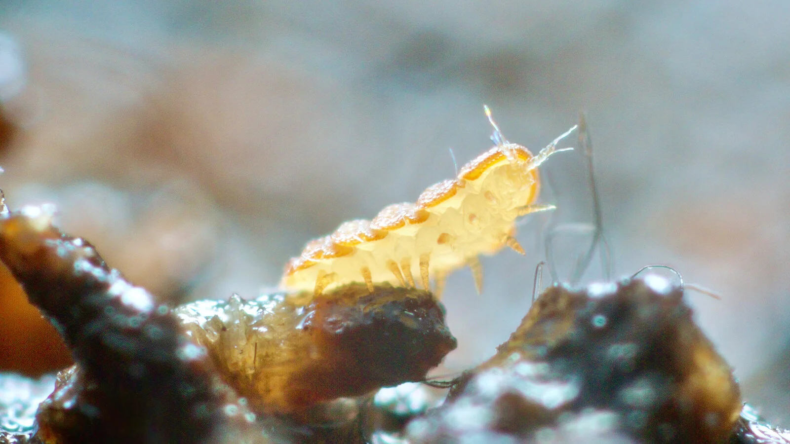 All about Pauropods - A Chaos of Delight