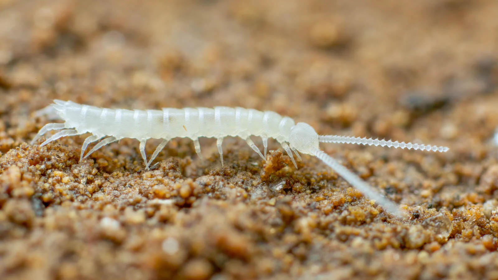 All about Symphyla - A Chaos of Delight