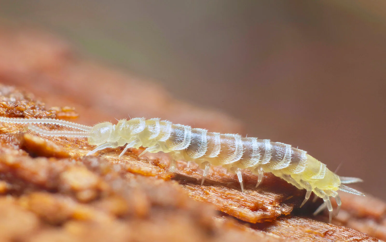 All about Symphyla - A Chaos of Delight