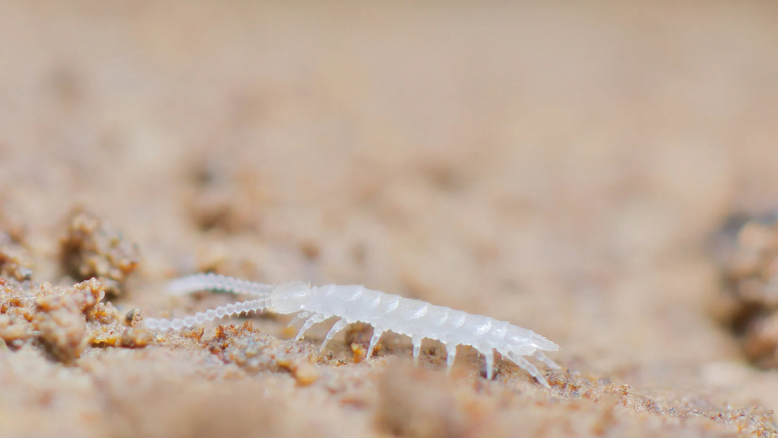 All about Symphyla - A Chaos of Delight