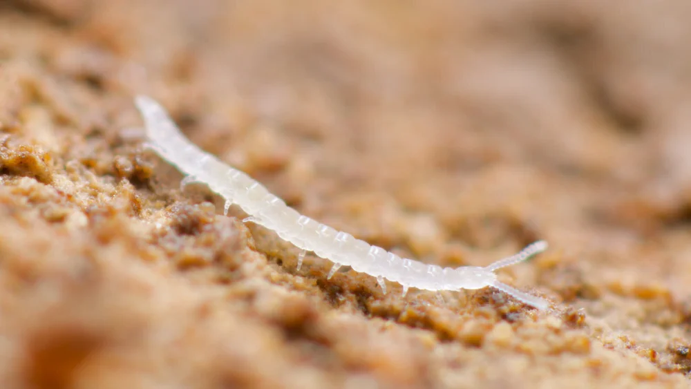 All about Symphyla - A Chaos of Delight