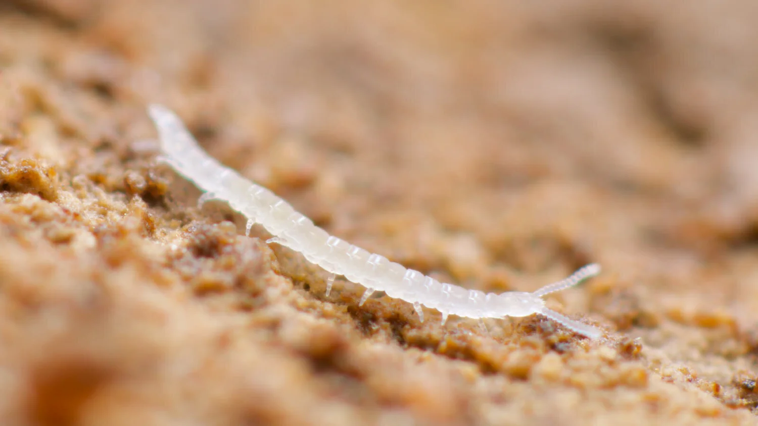 All about Symphyla - A Chaos of Delight