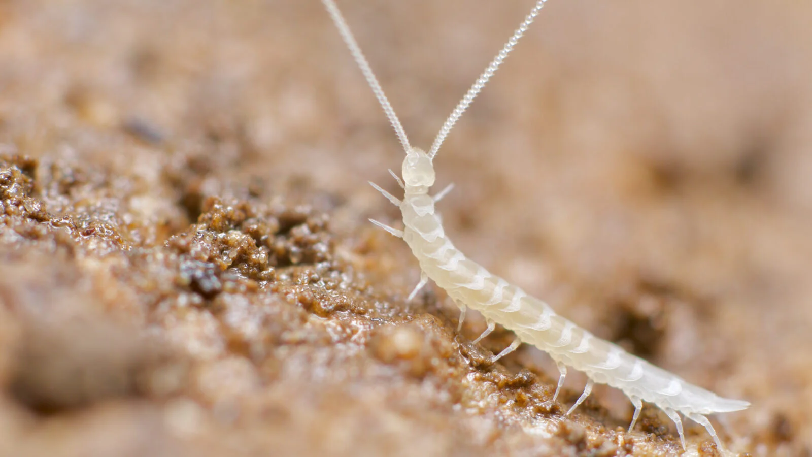 All about Symphyla - A Chaos of Delight