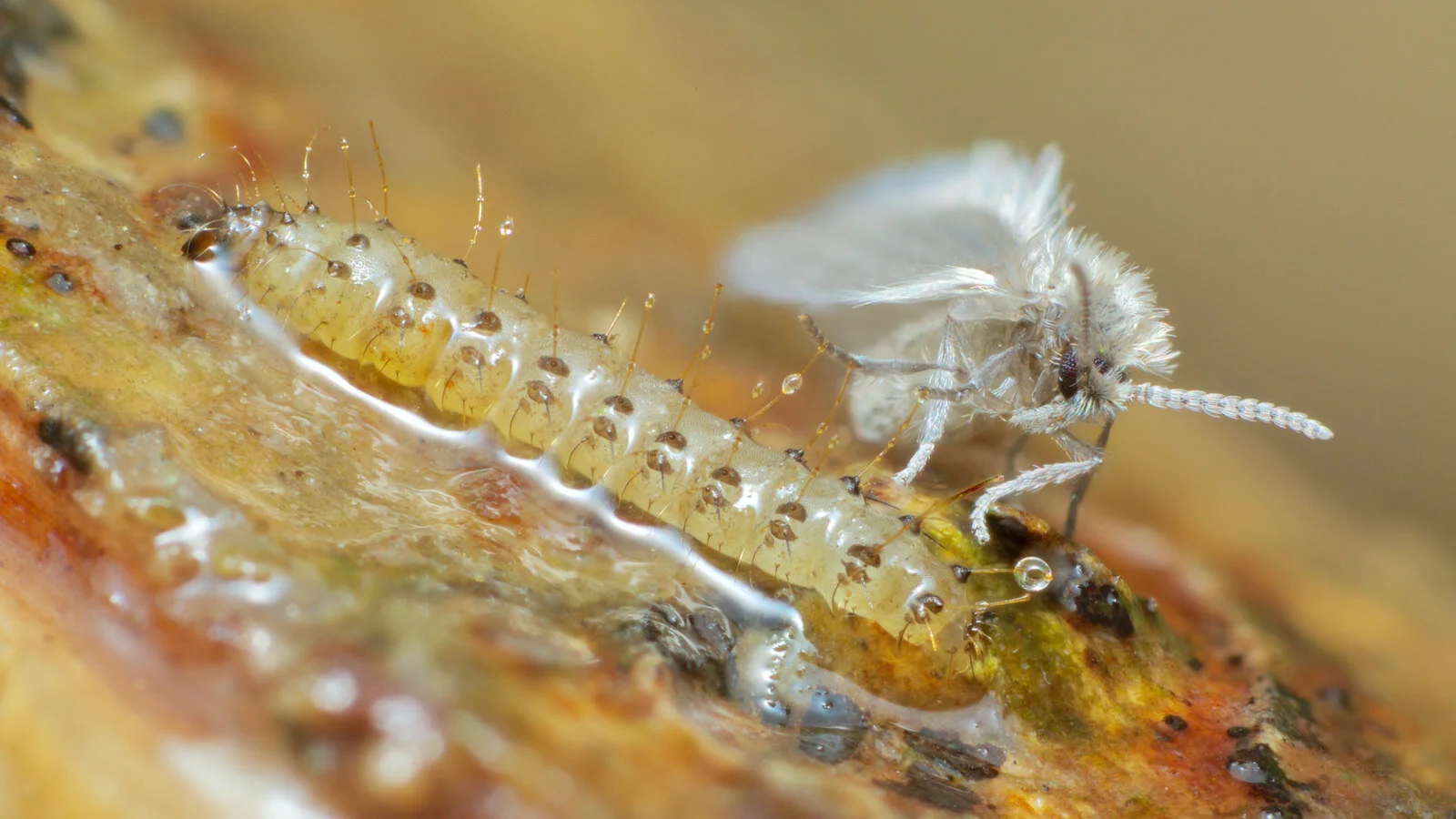 All about Forcipomyiinae - A Chaos of Delight