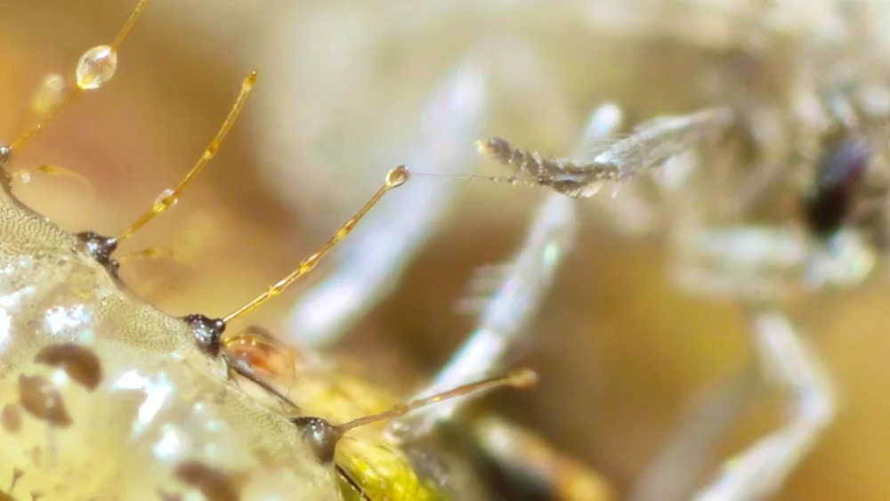 All about Forcipomyia larvae - A Chaos of Delight