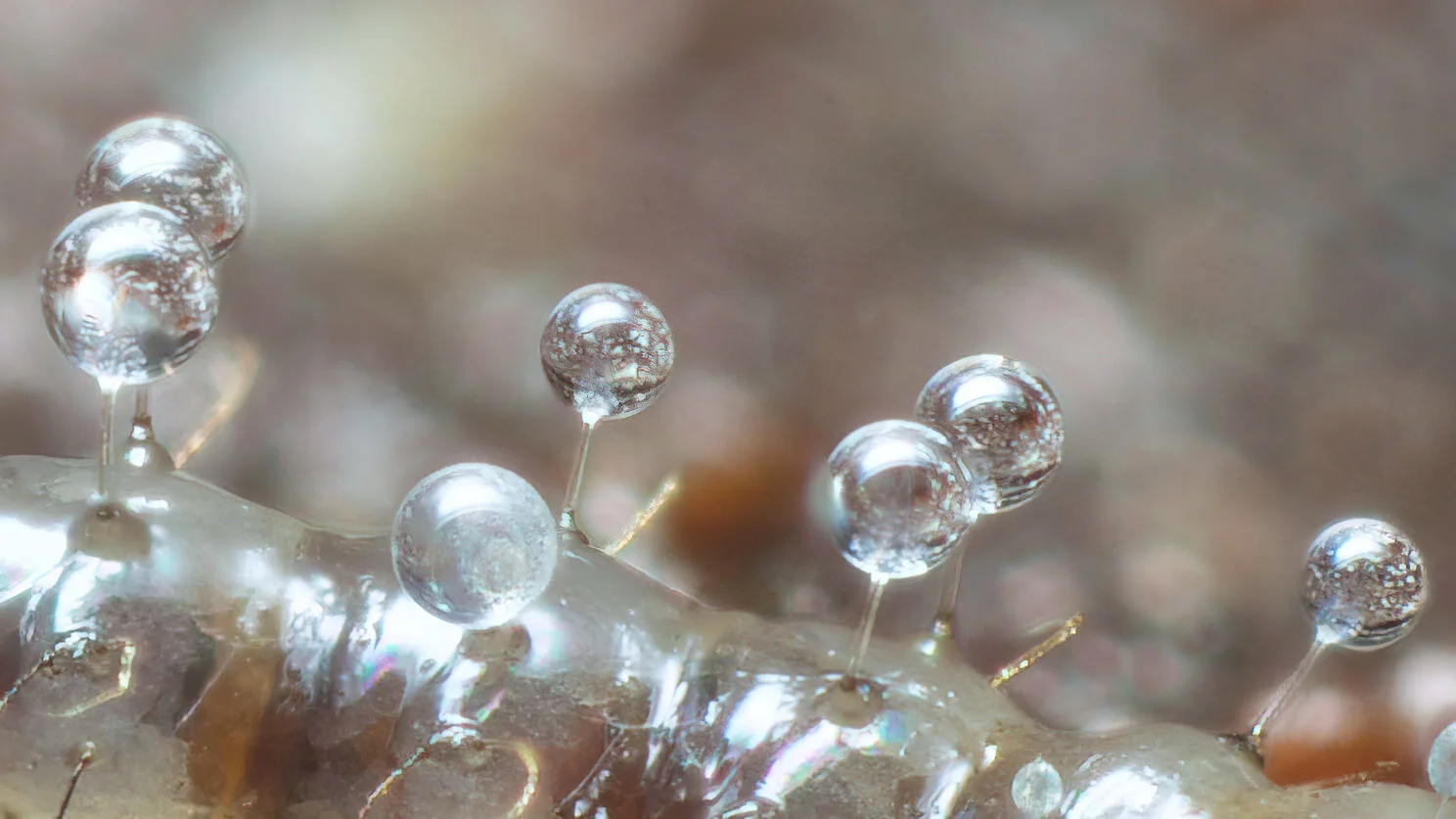 All about Forcipomyiinae - A Chaos of Delight