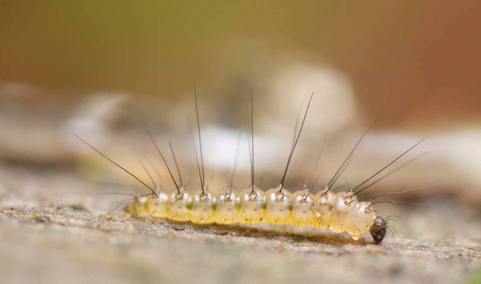 All about Forcipomyia larvae - A Chaos of Delight