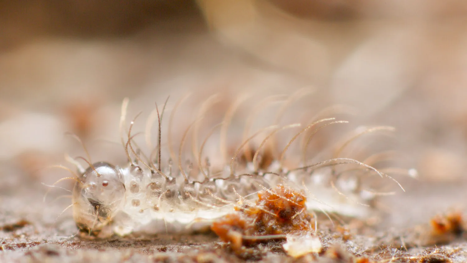 All about Forcipomyia larvae - A Chaos of Delight