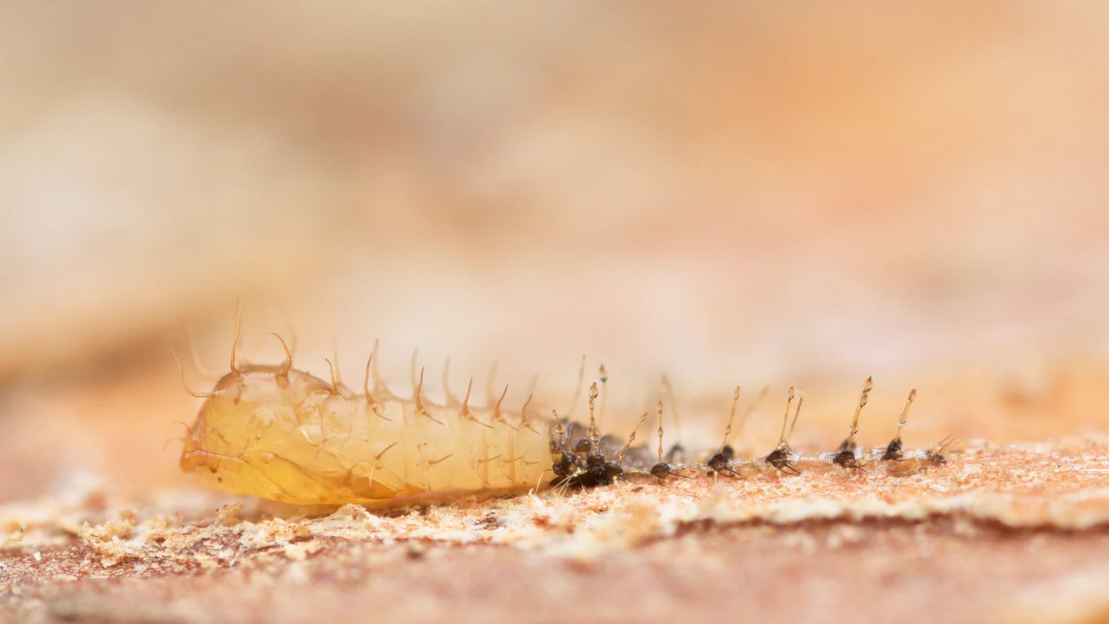 All about Forcipomyiinae - A Chaos of Delight