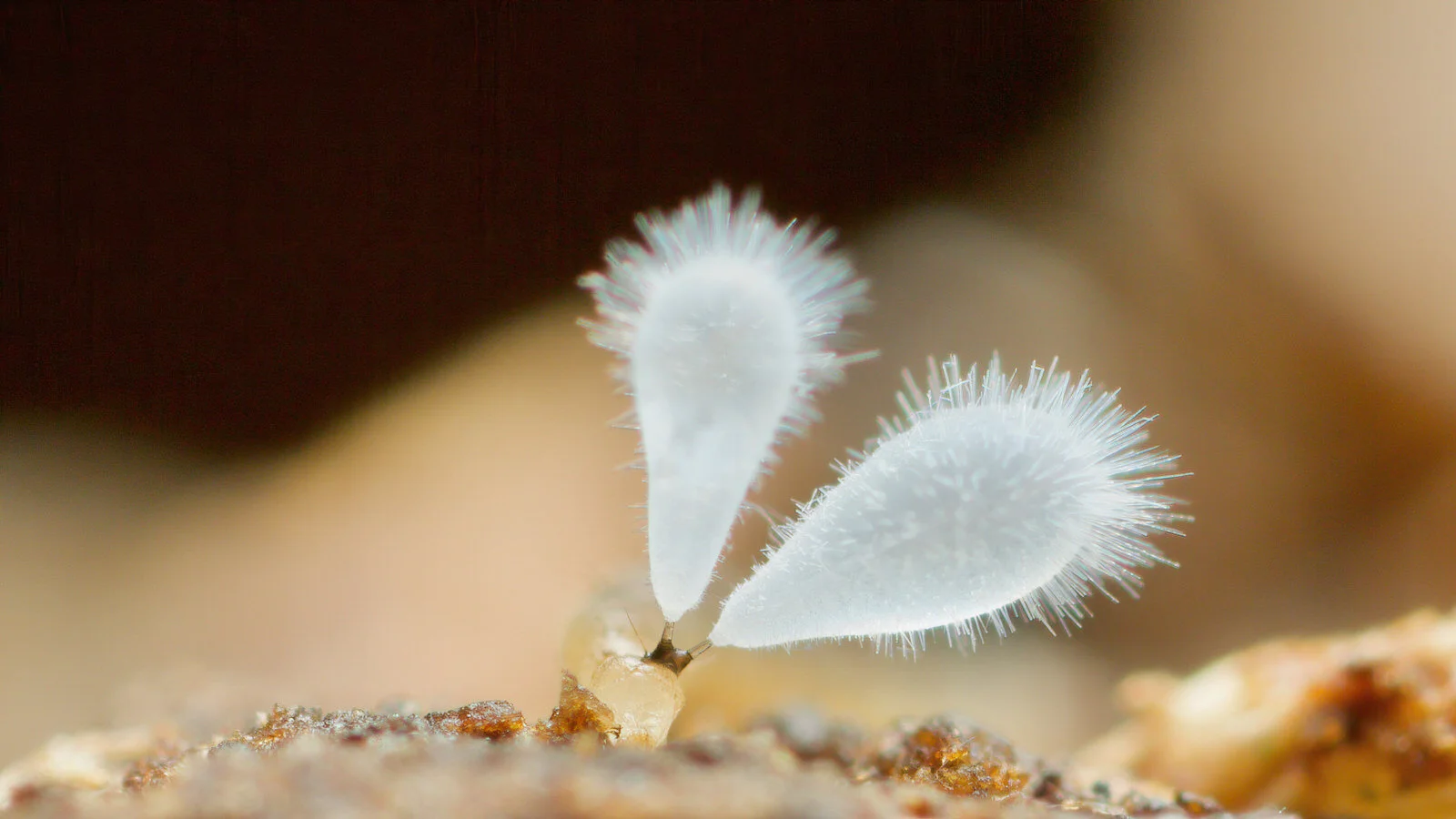 All about Forcipomyia larvae - A Chaos of Delight