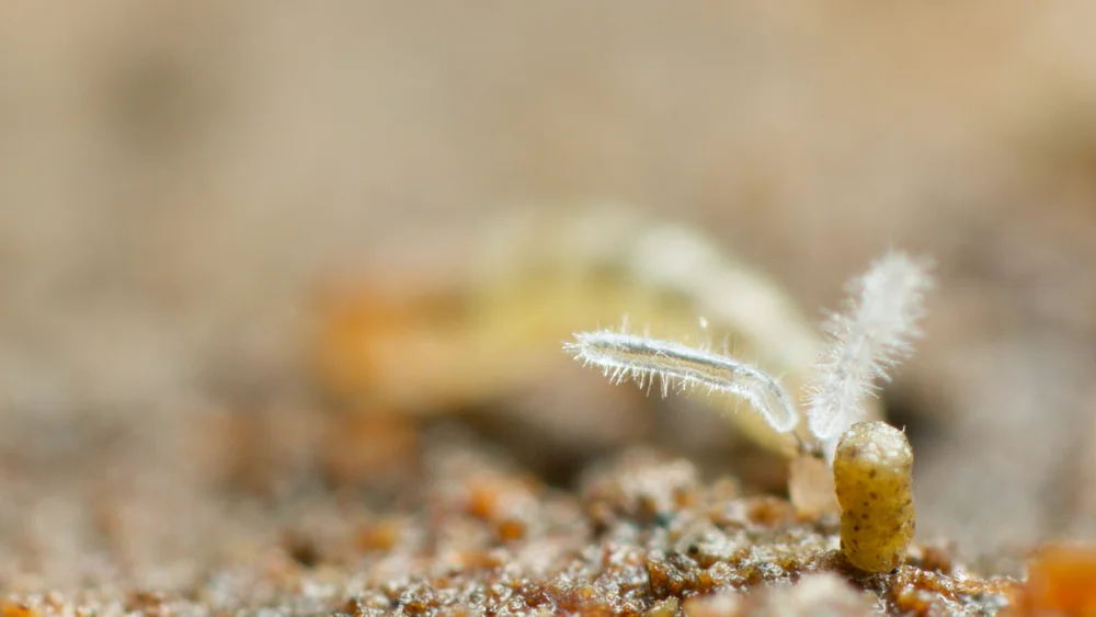All about Forcipomyia larvae - A Chaos of Delight