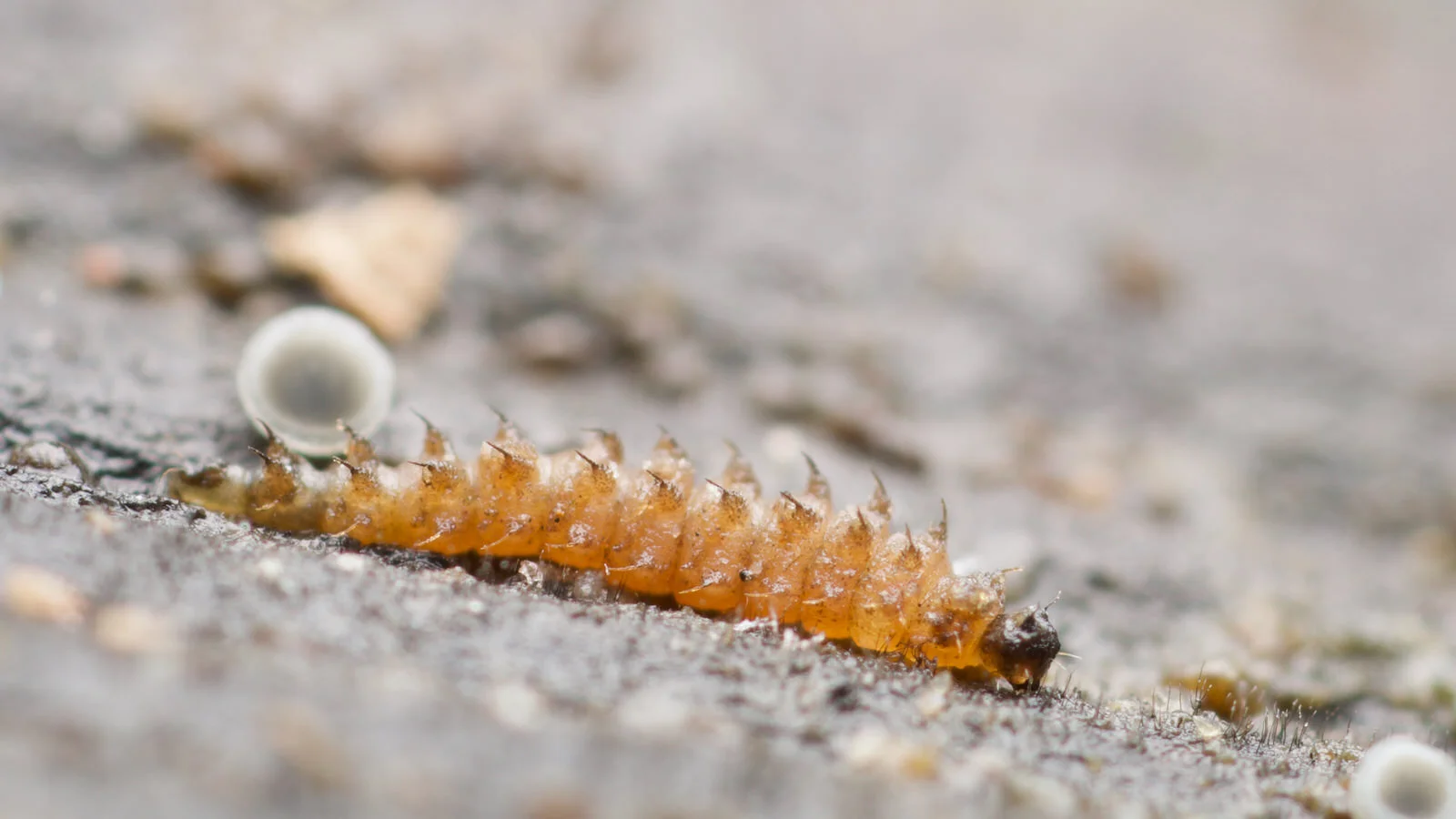 All about Forcipomyiinae - A Chaos of Delight