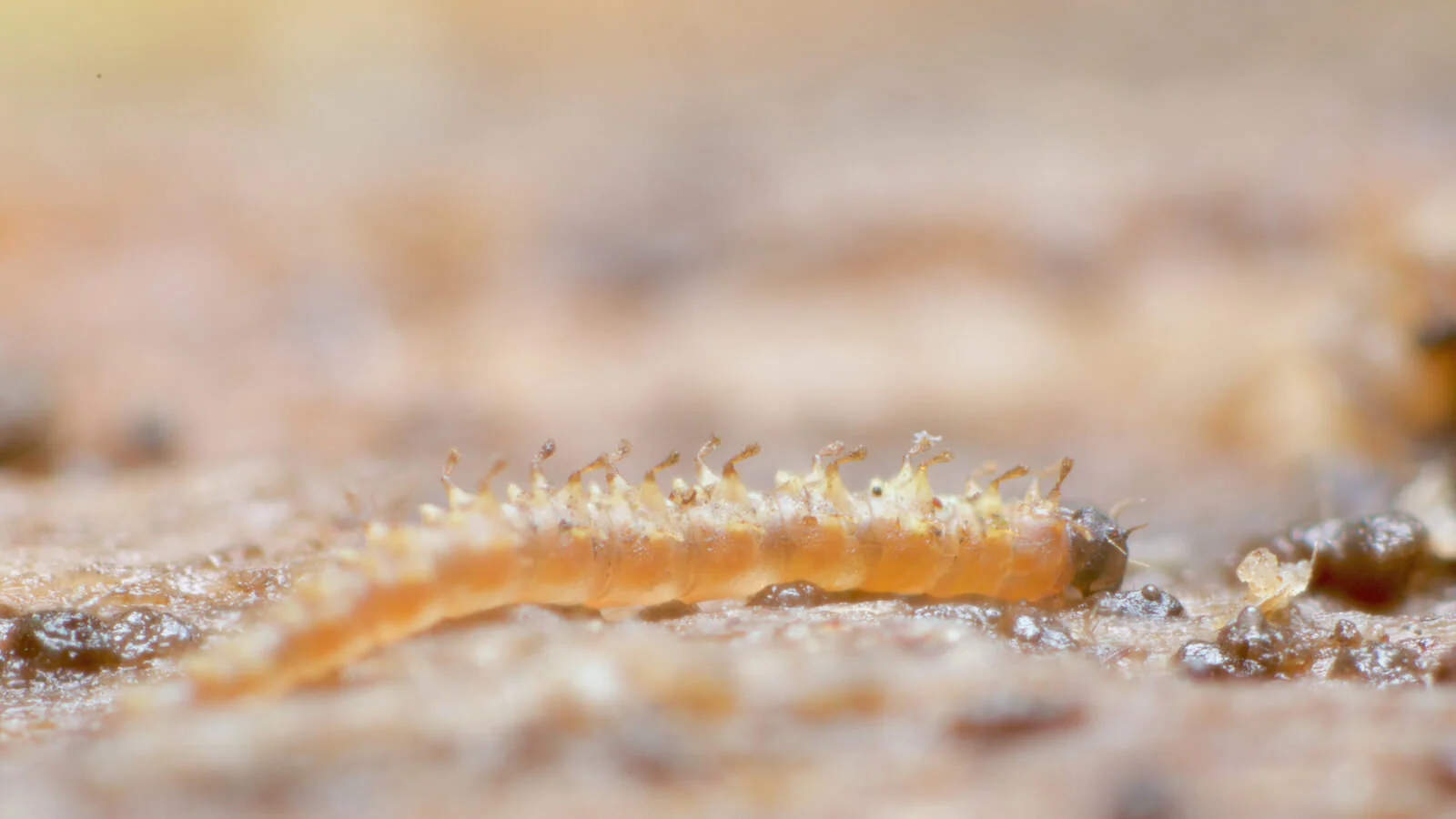 All about Forcipomyiinae - A Chaos of Delight