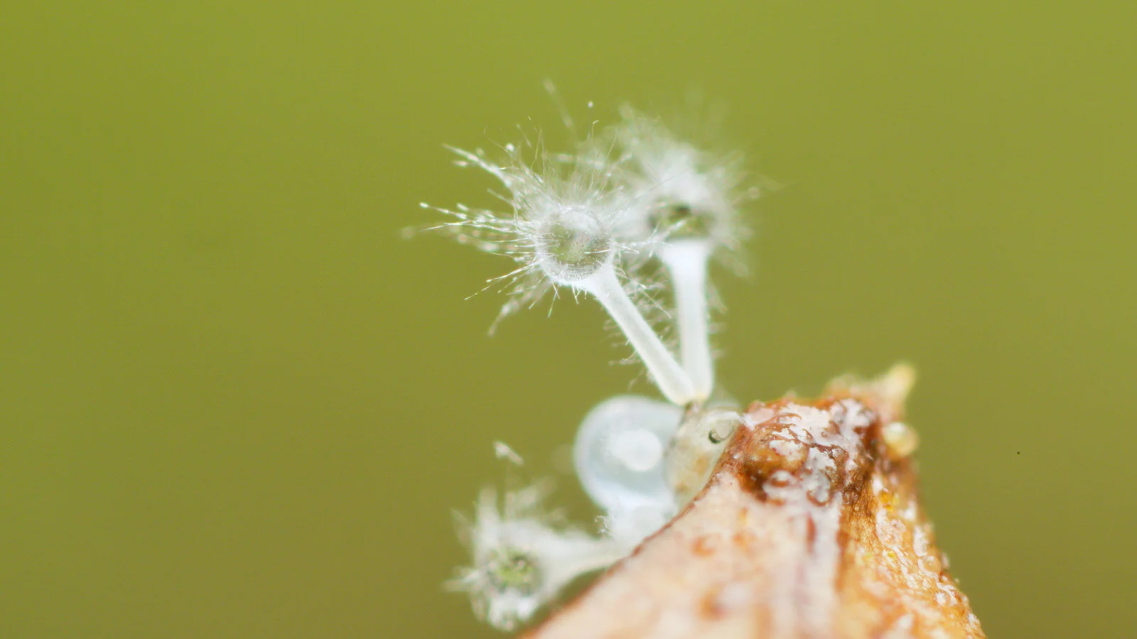 All about Forcipomyiinae - A Chaos of Delight